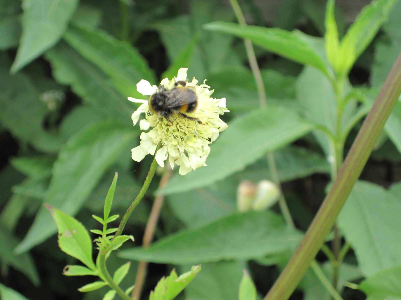 Smith's Kitchen: Honey, Honey, how you thrill me...