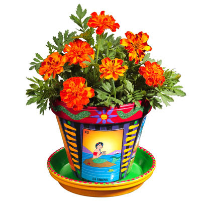 Flower Pot: This Flower Pot Was Our