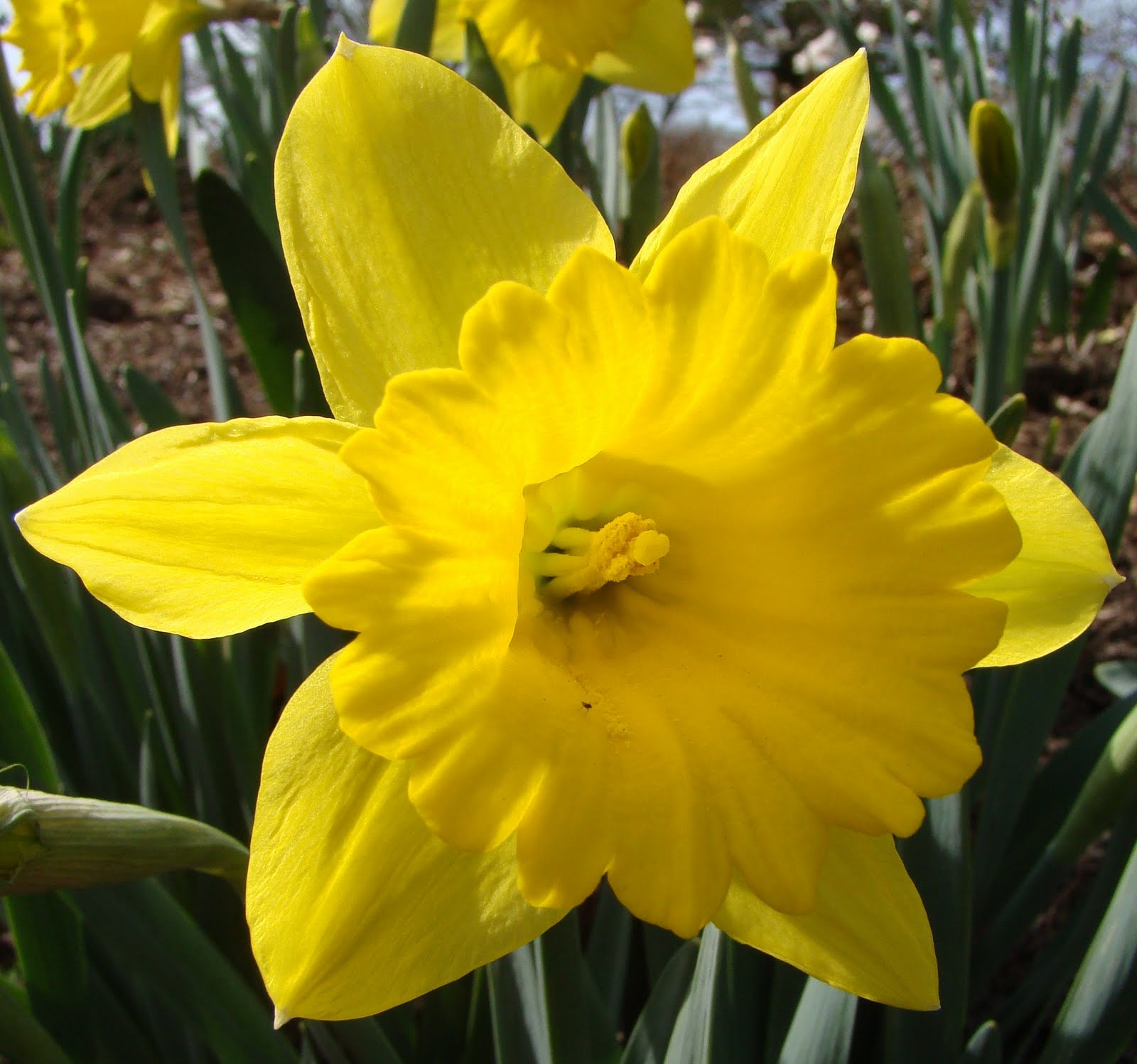 Seasonal Hearth: Dancing with the Daffodils
