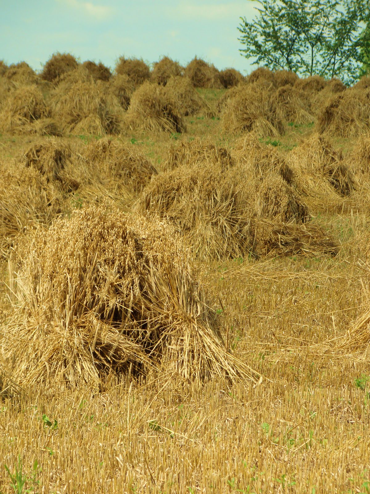 Seasonal Hearth: Bringing in the Sheaves