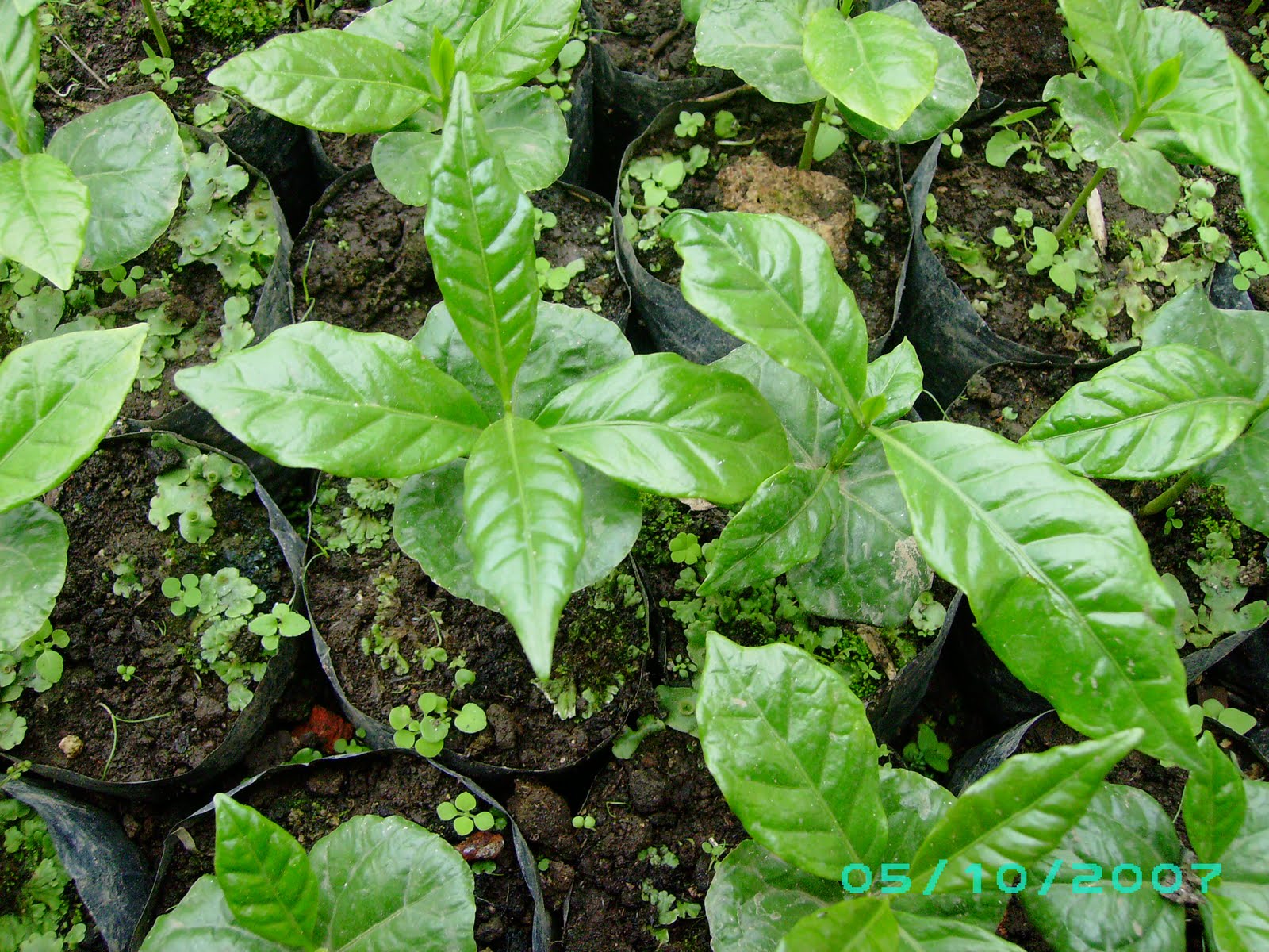 18+ Ide Istimewa Daun Kopi