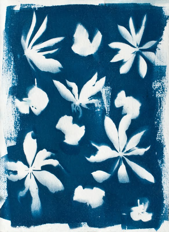 Rebecca Harbaugh Alternative Photography: Cyanotype Photograms