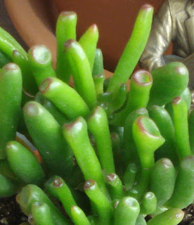 Kelly's Not So Green Thumb: FINGER JADE: Crassulaceae Ovata Gollum