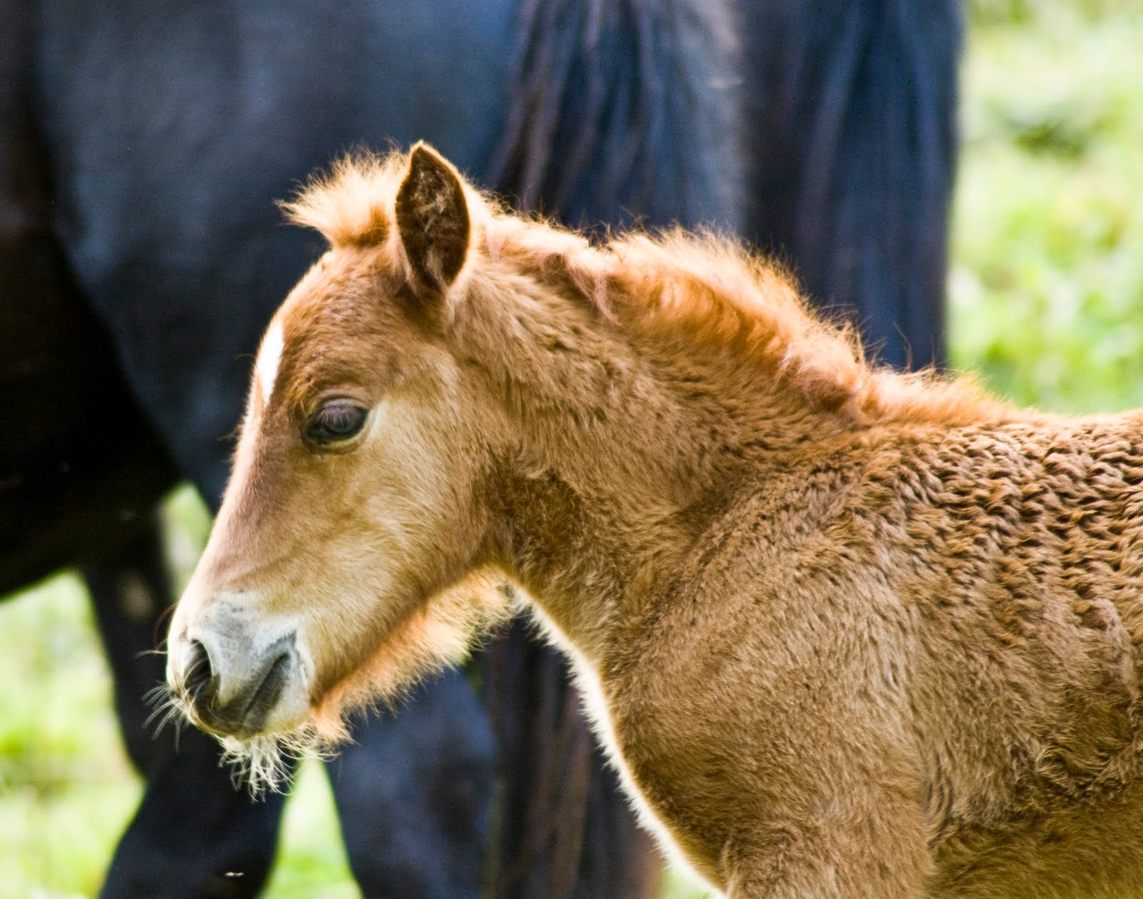 *saripu photographer*: Tiempo de potros...