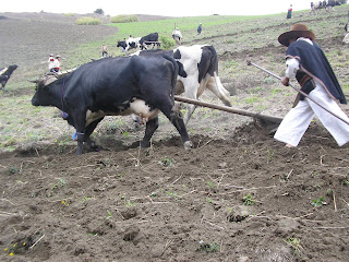 LA FIESTA DE LAS YUNTAS
