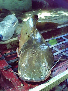 Pesca en Cochabamba, Robbie Quiroz: Pescados que atrapamos