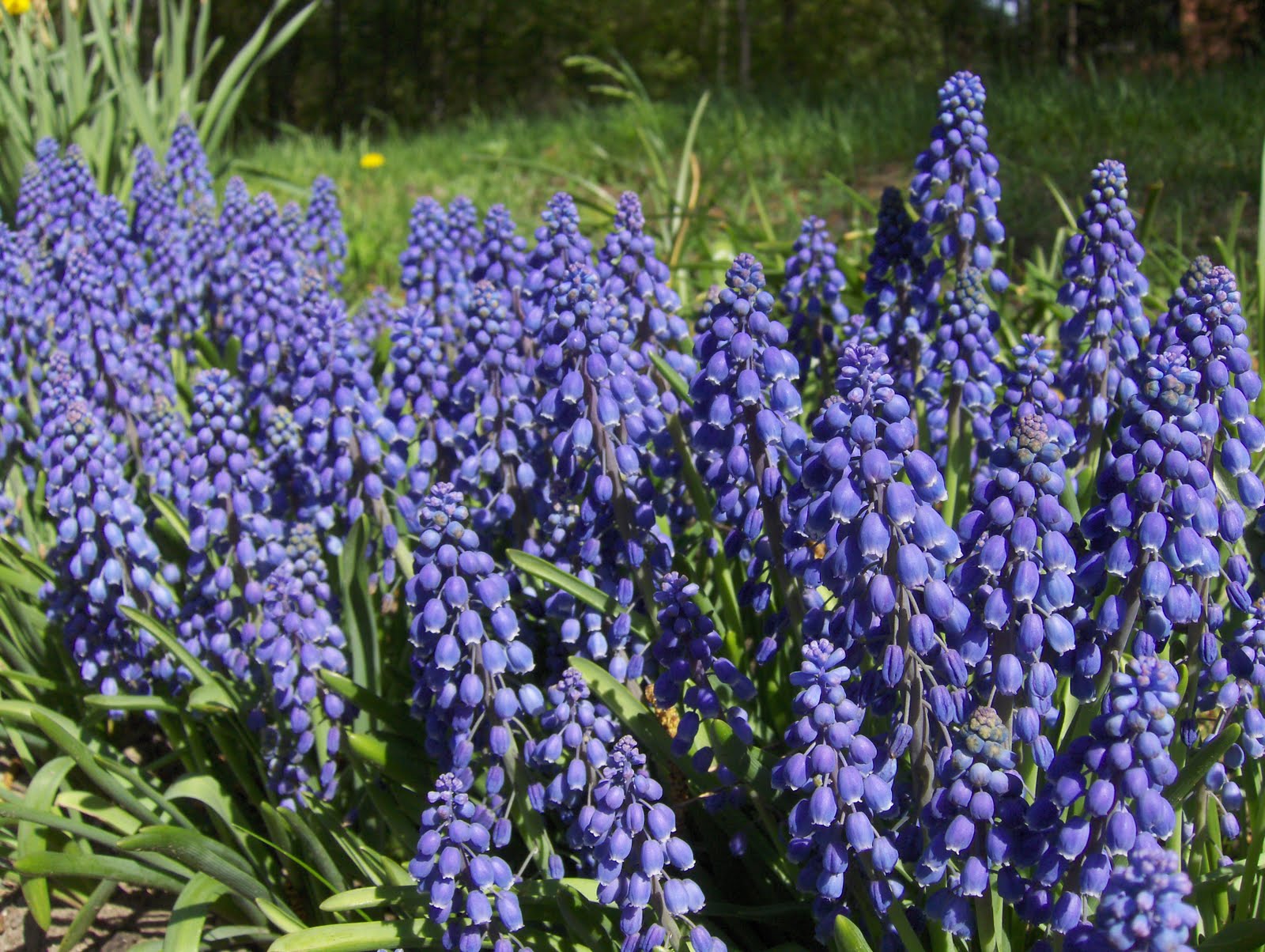 Alternative Arboretum: Viikon 20 tunnelmakuvat vuonna 2010 - Osa 8