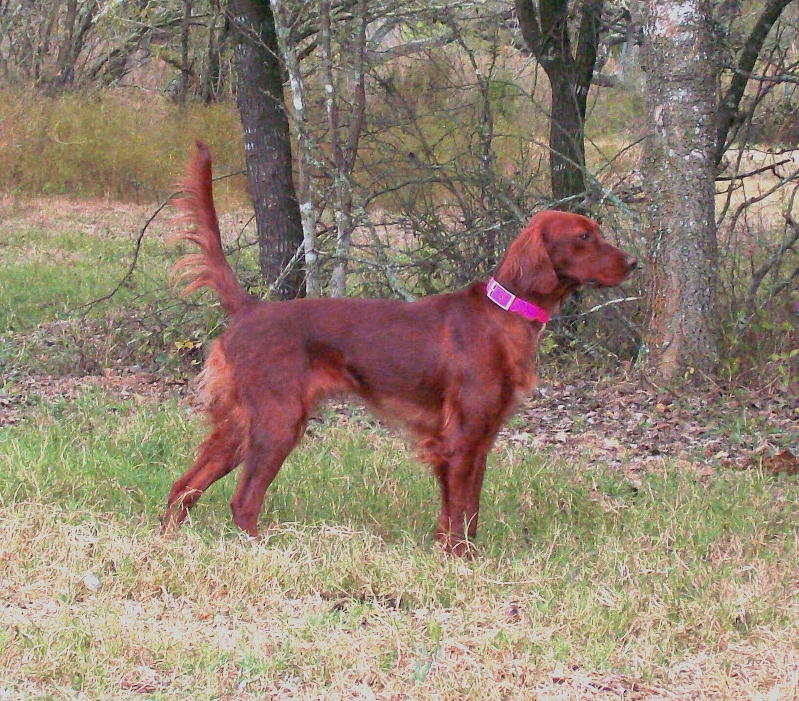 A piece of the Purest Challenge: Texas Red Setter Club Trial April 10-11