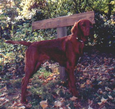 A piece of the Purest Challenge: The Life of Finn McCool