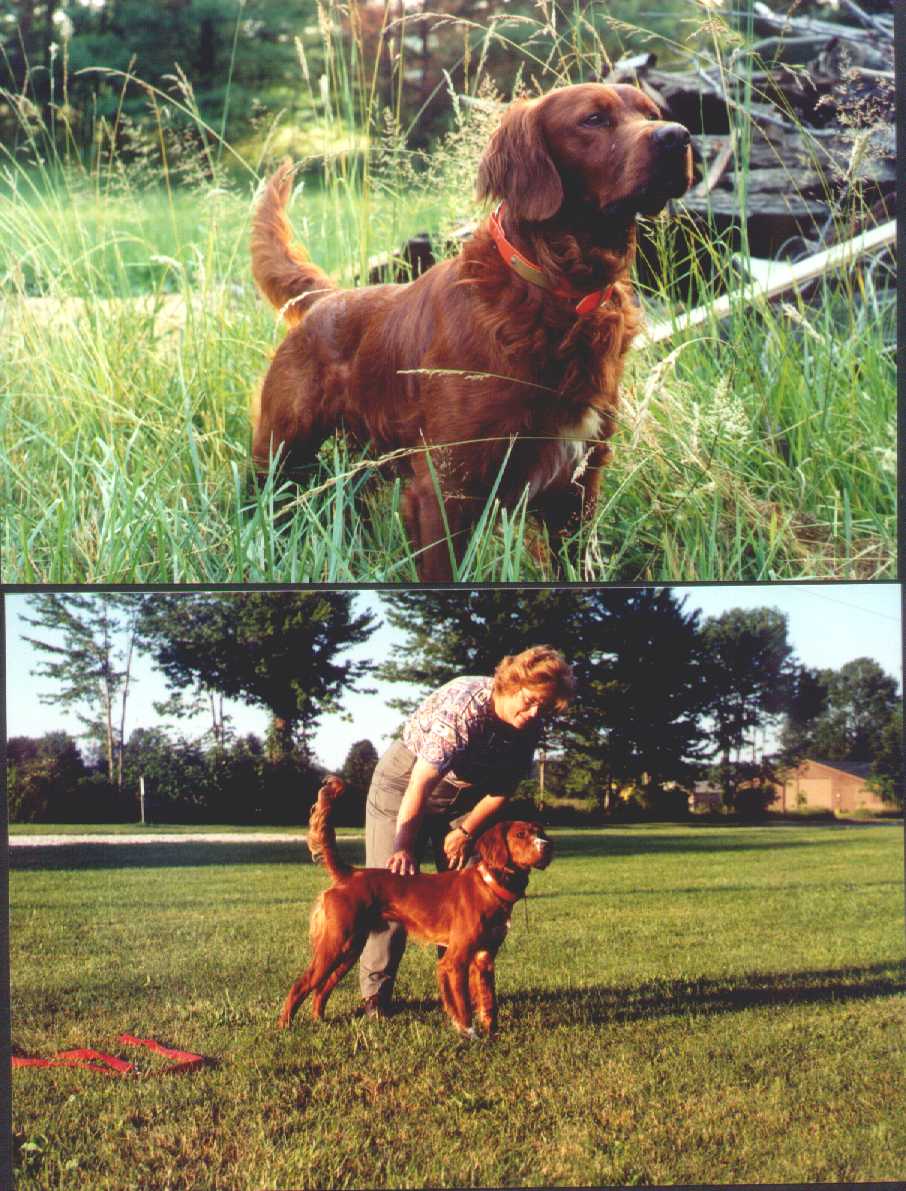 A piece of the Purest Challenge: The Life of Finn McCool