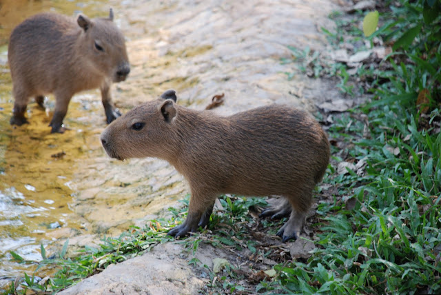 animales en peligro de exticion: Hydrochoerus hydrochaeris (chiguiro)