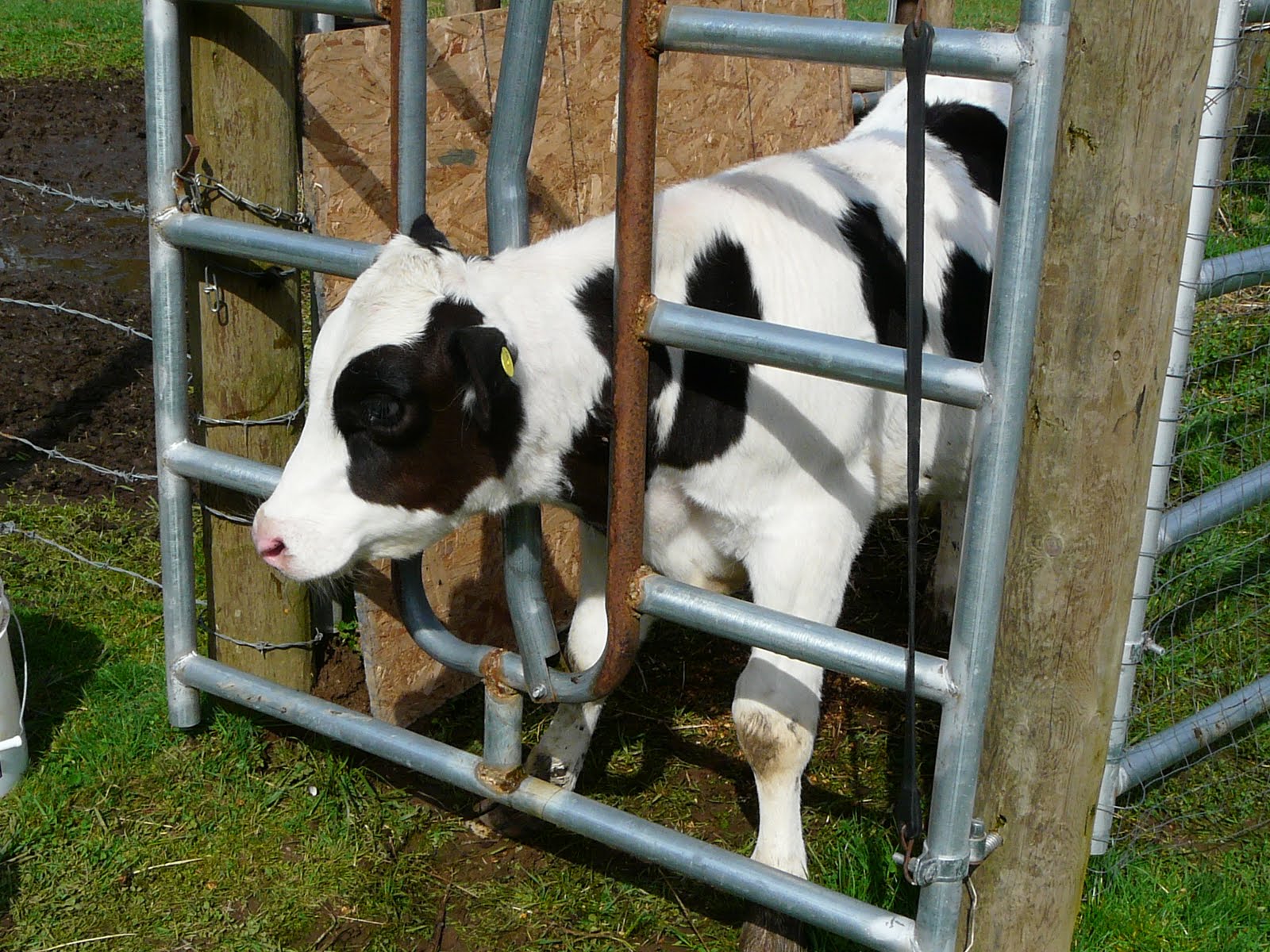 The Redneck Hillbillies: The Banding of the Bulls