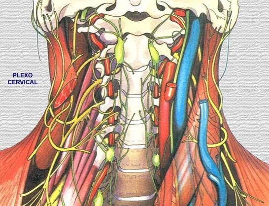 Neuroanatomía para Todos: PLEXO CERVICAL (2)