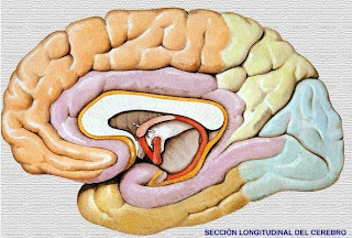 Neuroanatomía para Todos: SURCOS Y CIRCUNVOLUCIONES