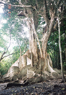 TERENGGANU... kelainan tercipta: KENALI DUNGUN