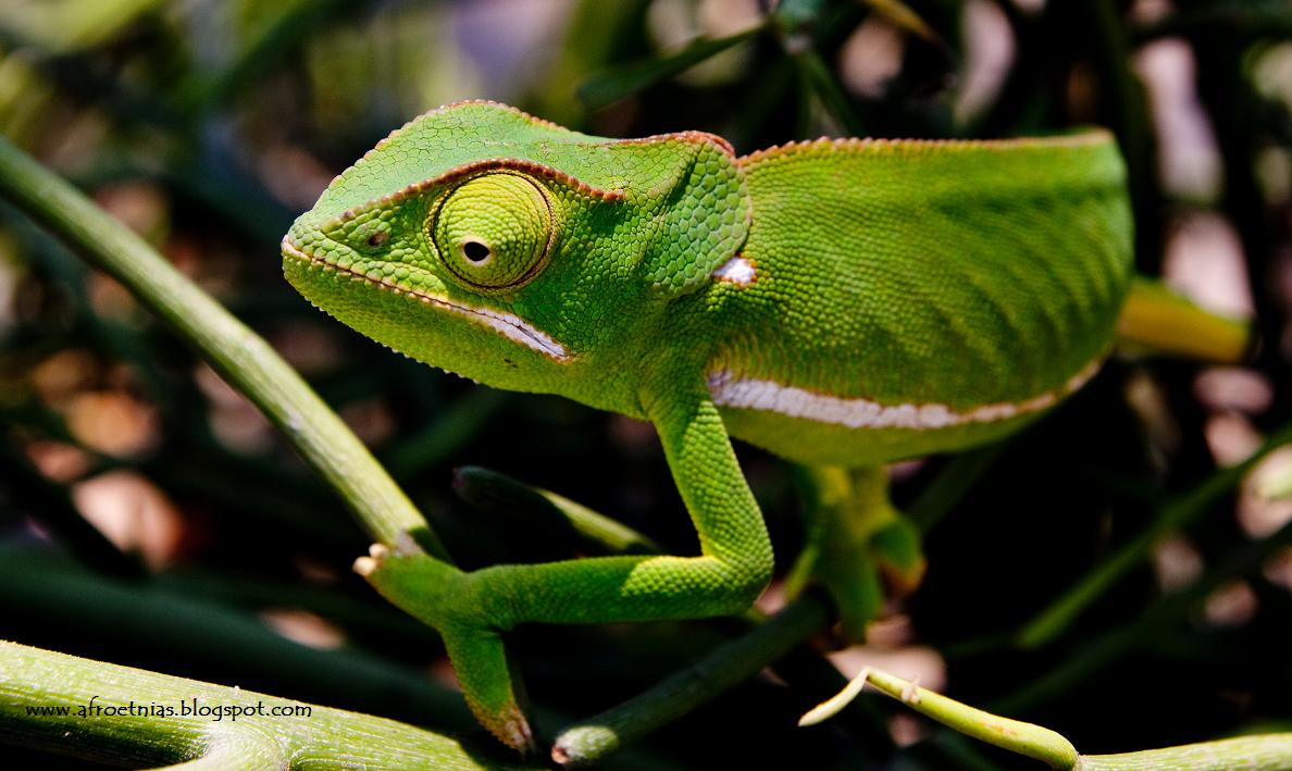 AFROETNIAS (Fotos de África): CAMALEÓN