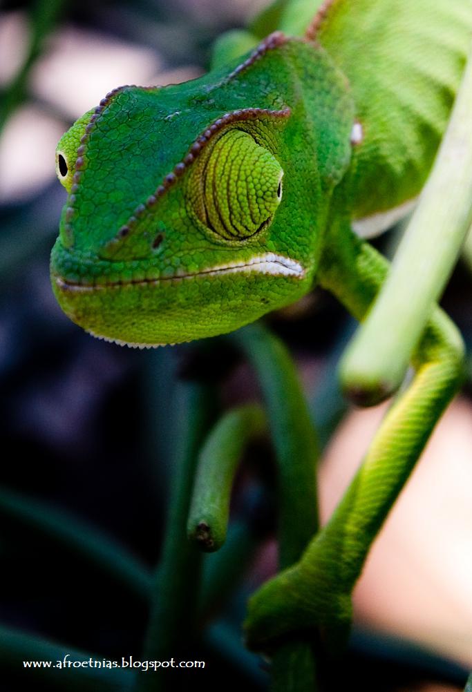 AFROETNIAS (Fotos de África): CAMALEÓN