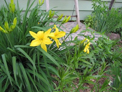 A Corner Garden: My First May Garden Bloggers' Bloom Day