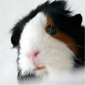 Werkstuk/Spreekbeurt De Cavia