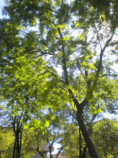 v e r d e c h a c o: Cebil / Curupay