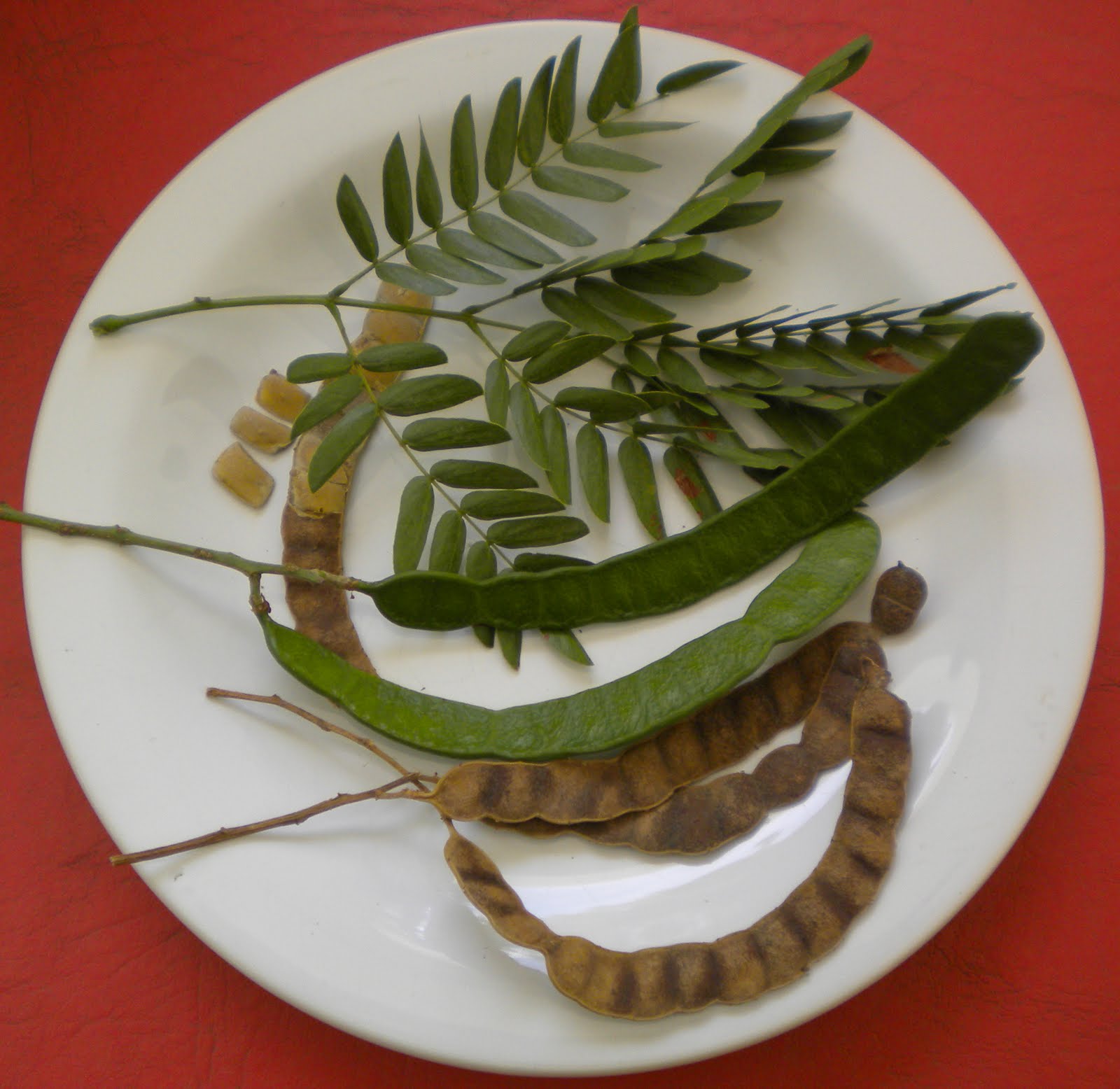 v e r d e c h a c o: Timbó blanco