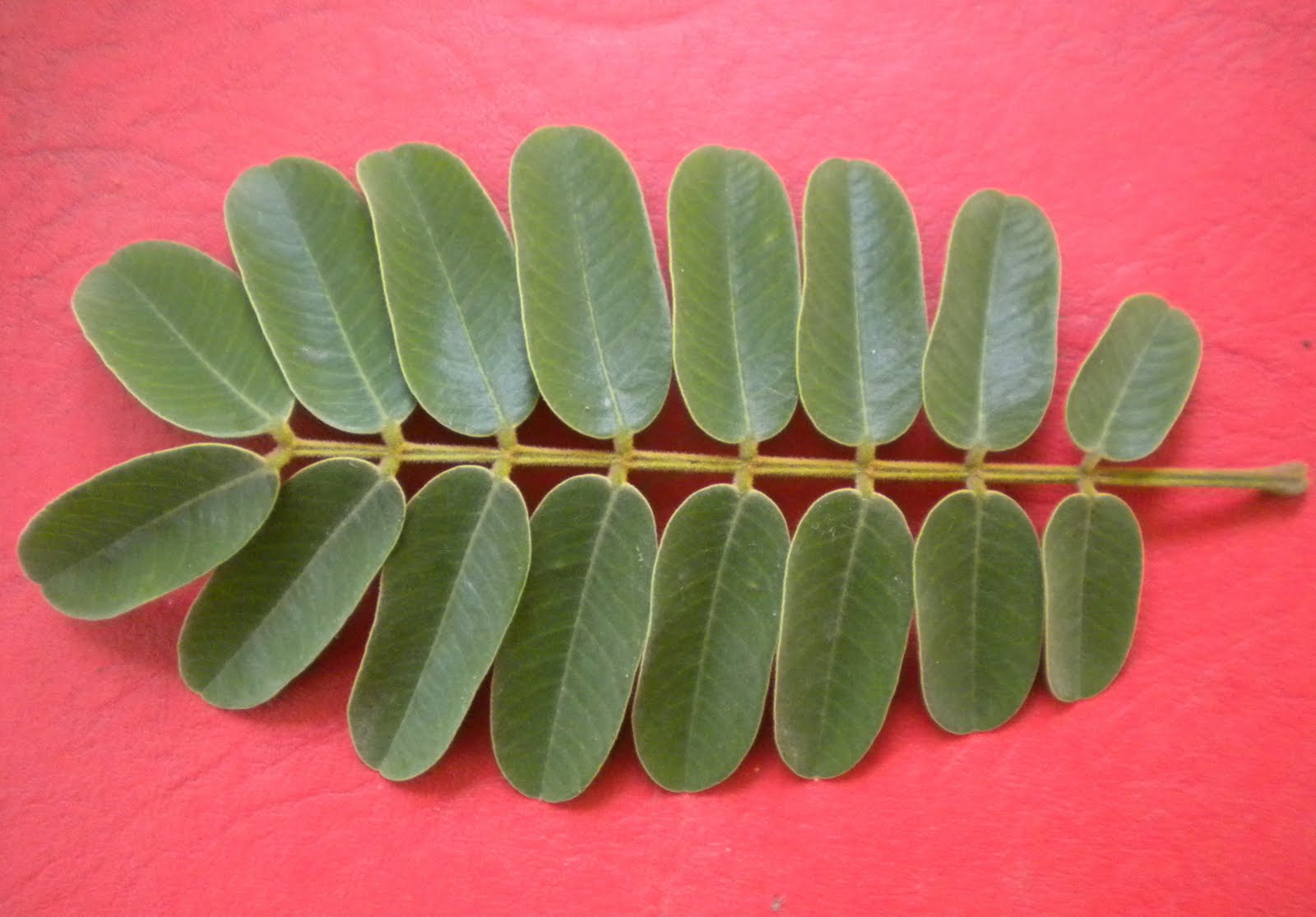 v e r d e c h a c o: Carao / Cañadonga