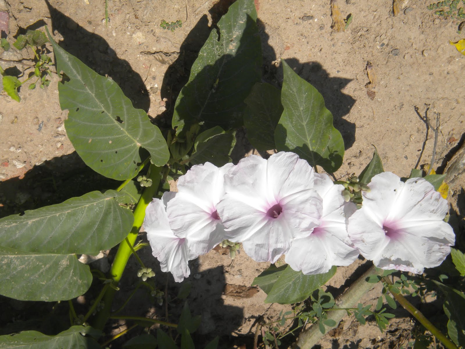 v e r d e c h a c o: Mandiyurá