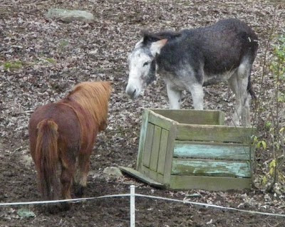 Pratie Place: The amazing donkey fight
