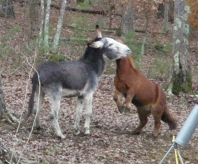 Pratie Place: The amazing donkey fight