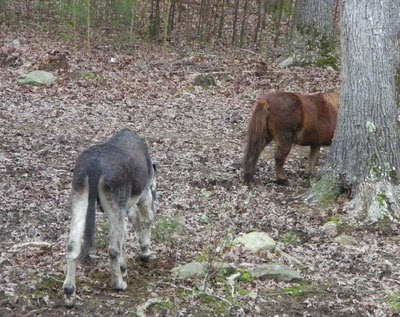 Pratie Place: The amazing donkey fight