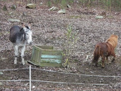 Pratie Place: The amazing donkey fight