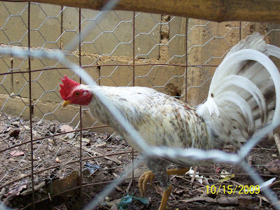 Gallos "Don Guicho": Pollos en Disponibles y para Arreglo