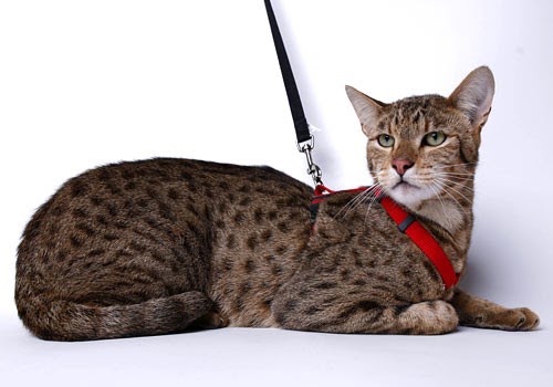 Royal Ashera Kitten