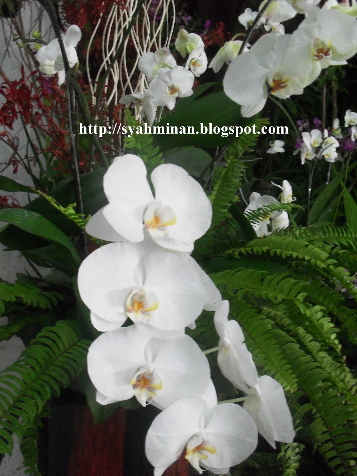 KANTOR BERITA KALIMANTAN : PHOTO BUNGA ANGGREK/ PICTURE BORNEO ORCHID