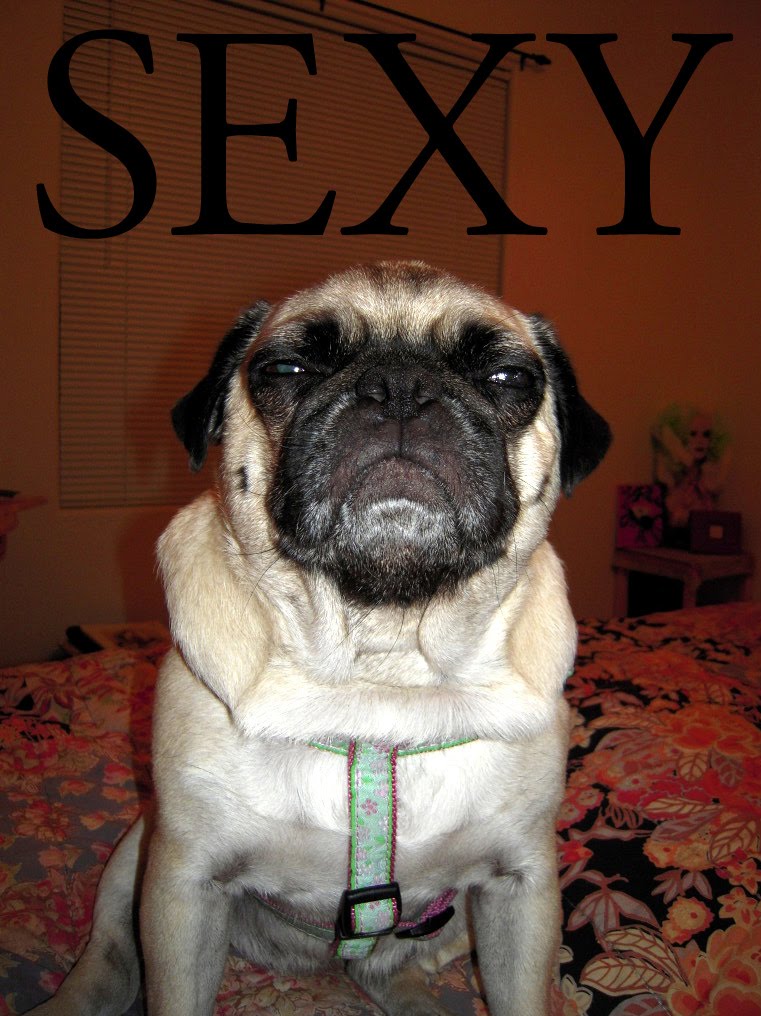 Beefy Pug: Pug Walks Human