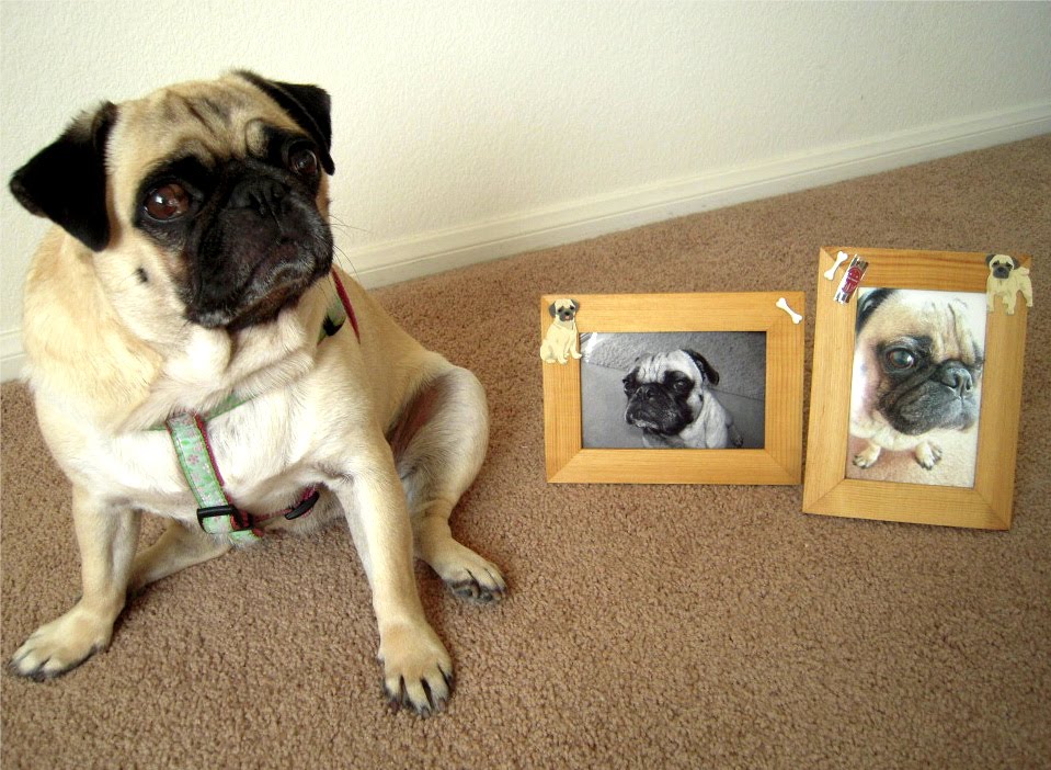 Beefy Pug: Posing With The Crafts, With The Promise Of Cheetos