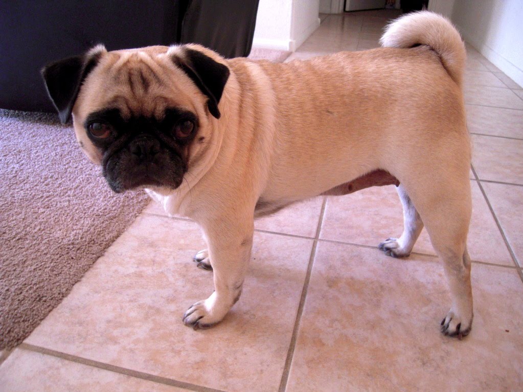 Beefy Pug: Thursday Kitchen Talk With Daisy