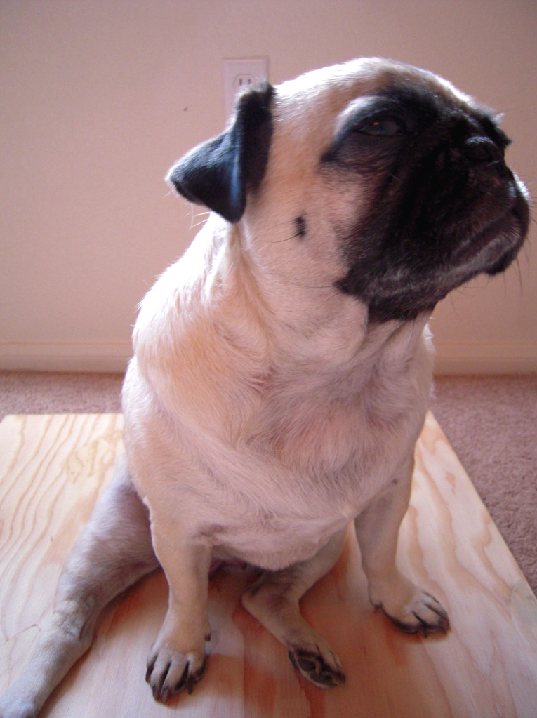 Beefy Pug: Don't Look At My Swollen Wrinkle