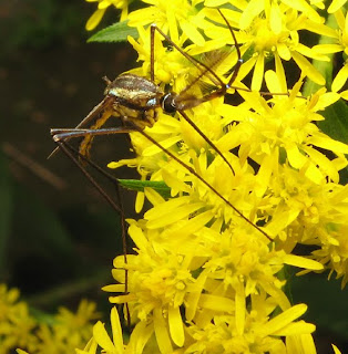 Pollinators: Our friend the elephant mosquito