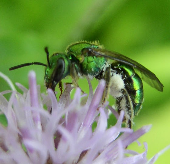 Pollinators: The pure magnificent green bee