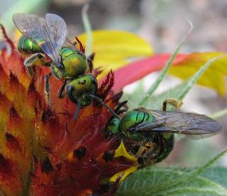 Pollinators: The pure magnificent green bee