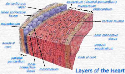 RMT Cardiology: Composition of the Heart