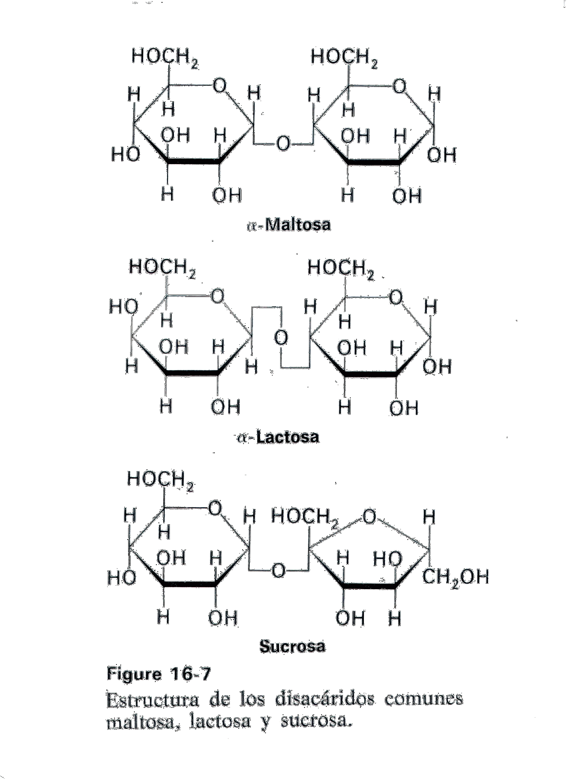 Biologia: PRINCIPIOS INMEDIATOS ORGANICOS