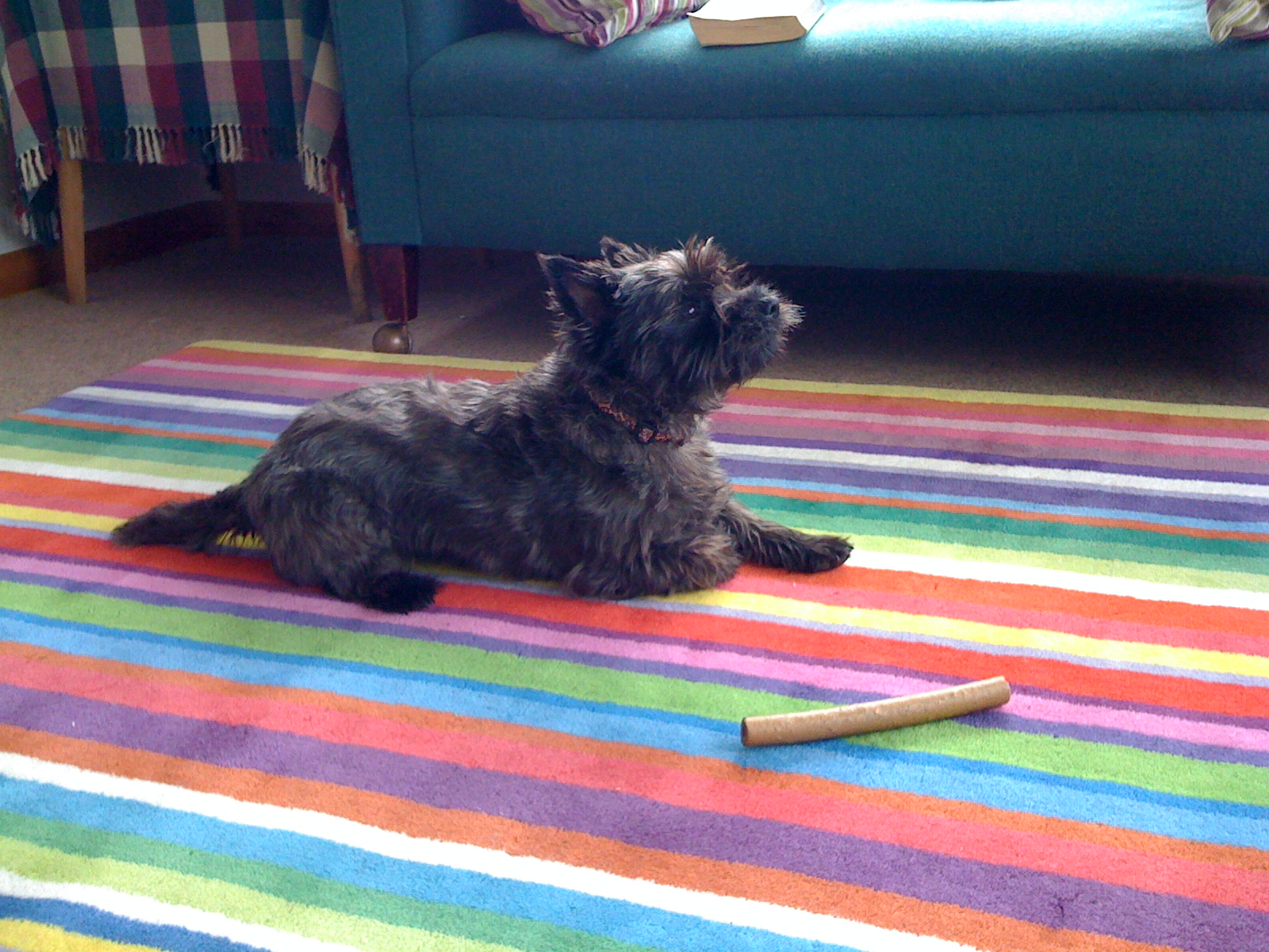 The wind and the wellies: Introducing, Peedie the 'cog' - (half cat/dog)