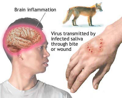 Puppy | Dog | Guard Dog | Puppy Lover: Dog Rabies Information | German ...