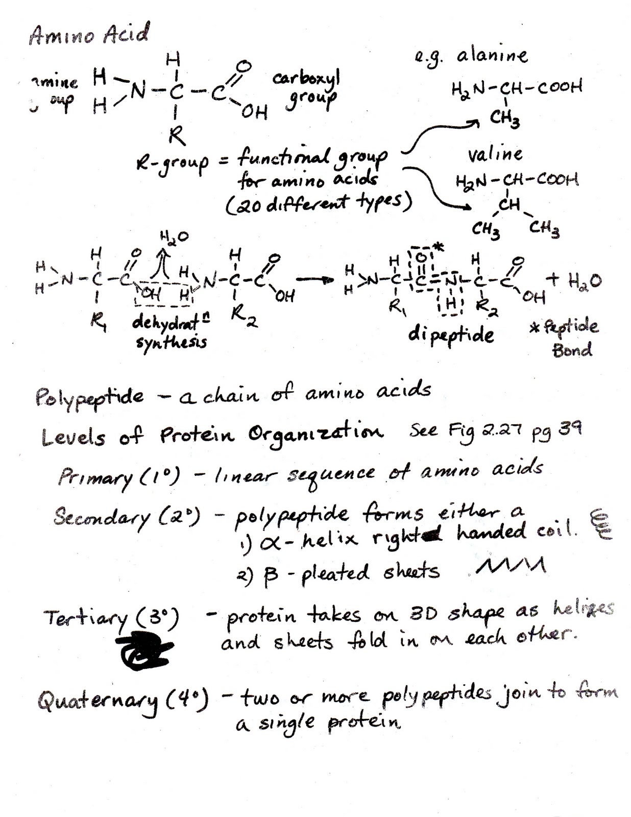 The BioBlog: BIO-SHEETS 12-17: Carbohydrates, Lipids, Proteins and ...