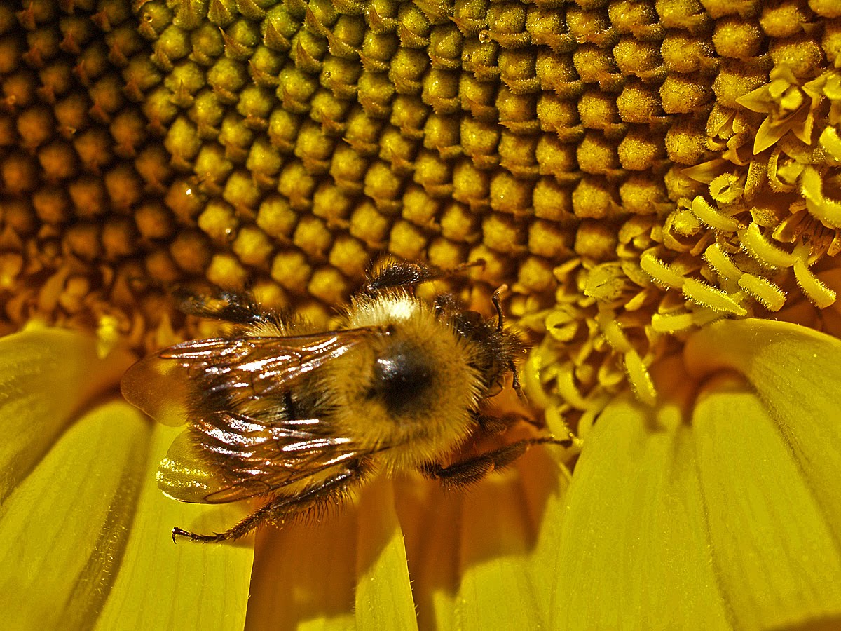 Silverback: Sunny Bee