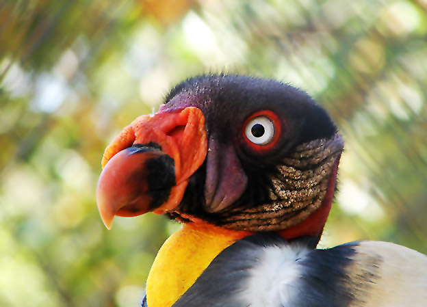 LAS ARMAS DE CORONEL: El rey zamuro habla de comida importada