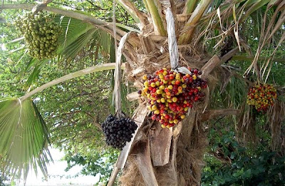 Hiking Curaçao - Flora and Fauna: Palm tree - palmboom