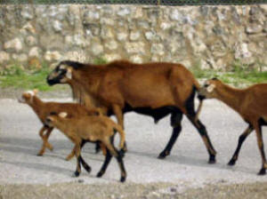 Hiking Curaçao - Flora and Fauna: Sheep, Schapen